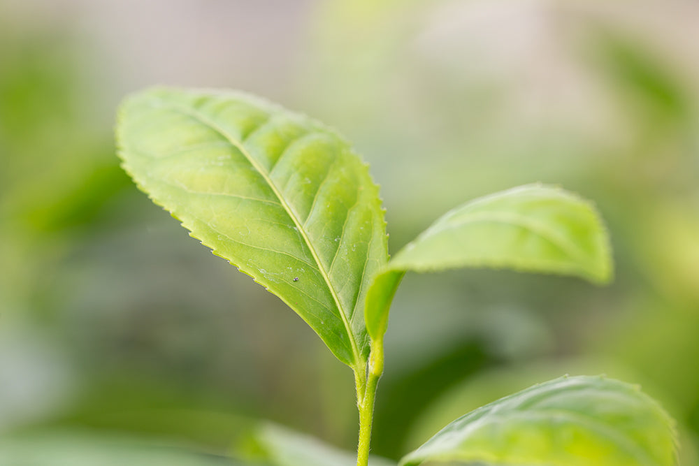 Tea Plants | Grow Your Own Tea Leaves | Camellia Sinensis – Hot Plants
