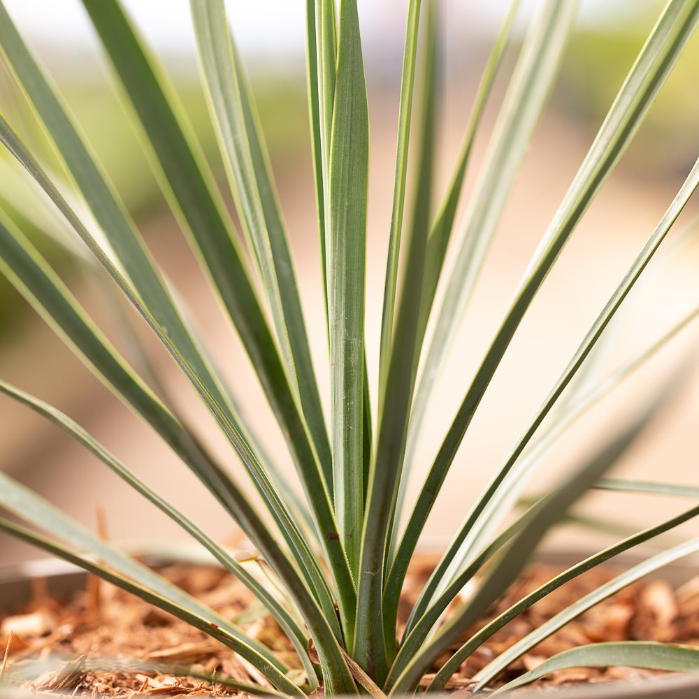 Exotic – Hot Plants