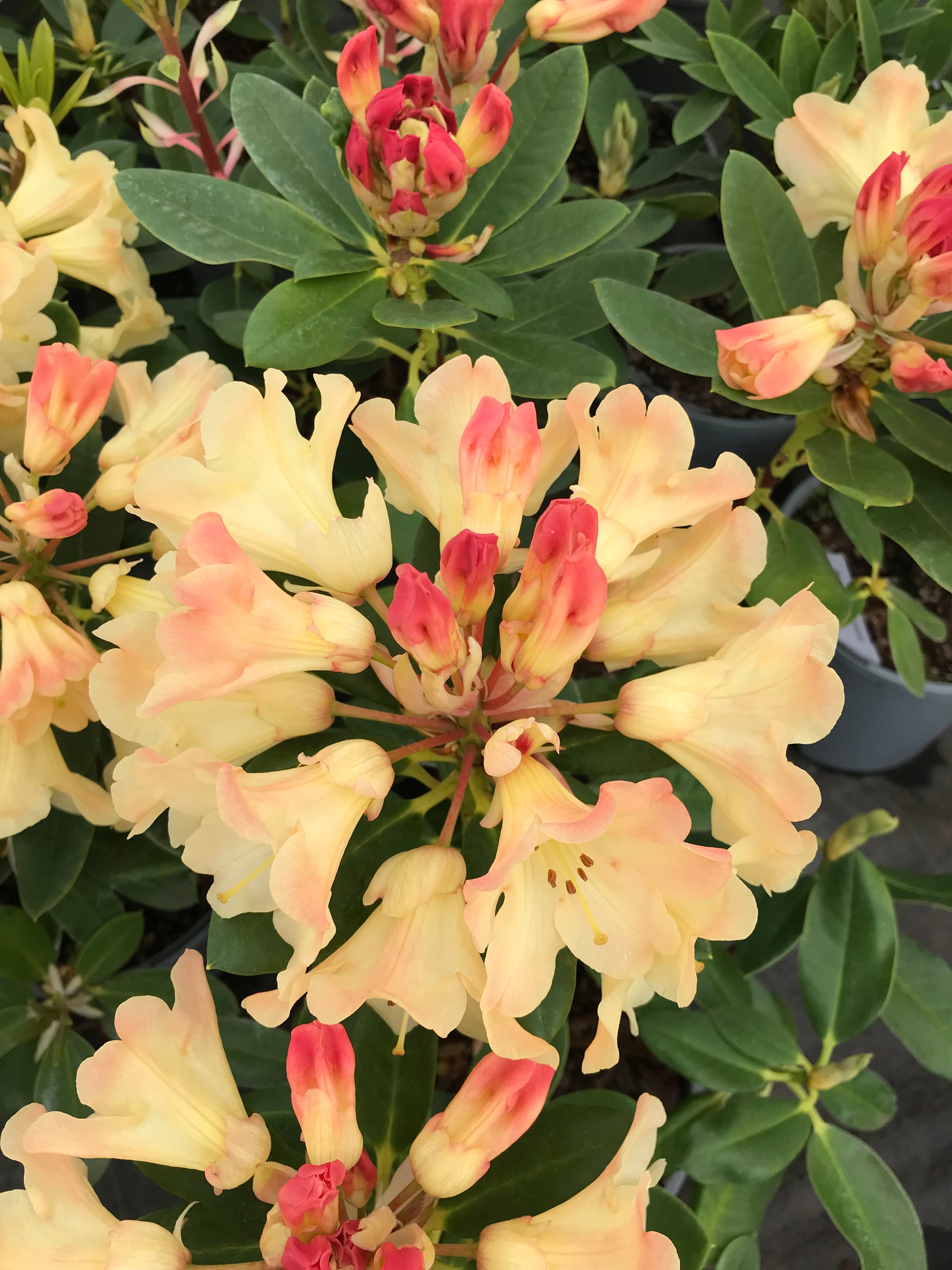 Rhododendron Nancy Evans – Hot Plants