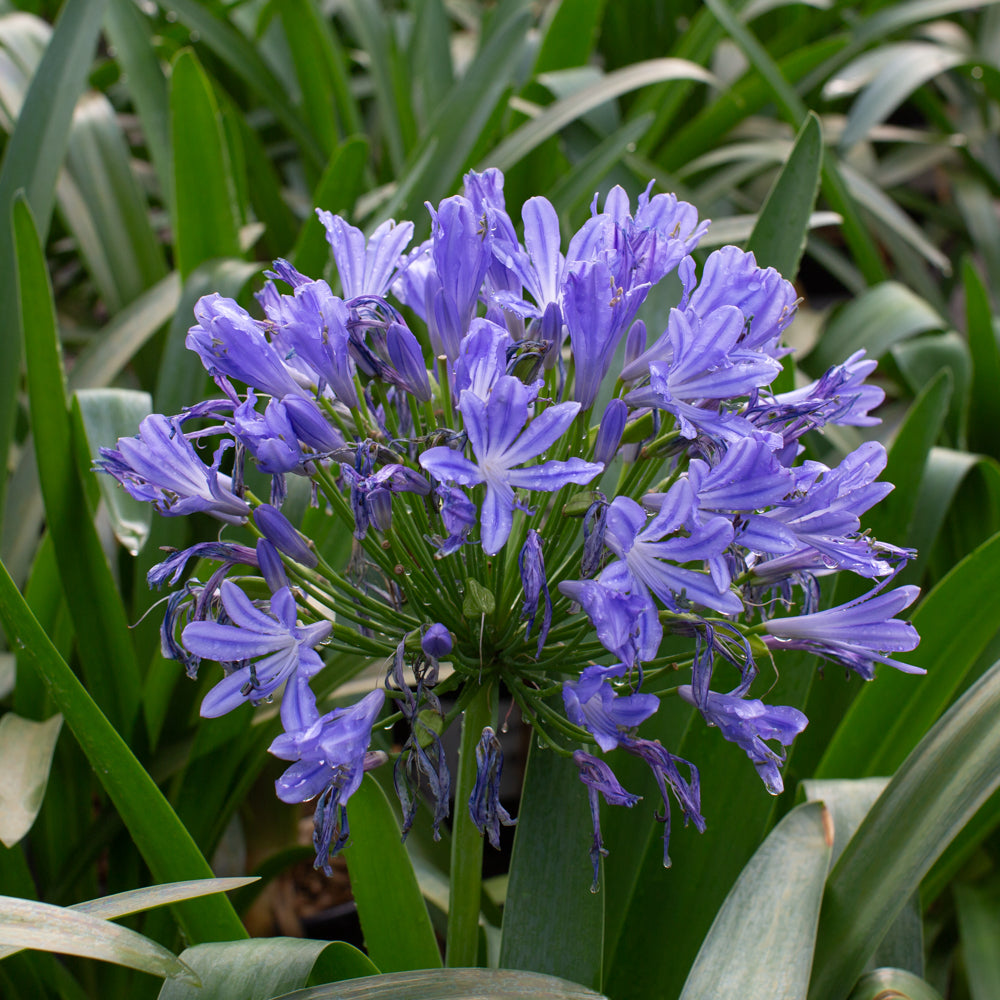 Agapanthus Big Blue – Hot Plants