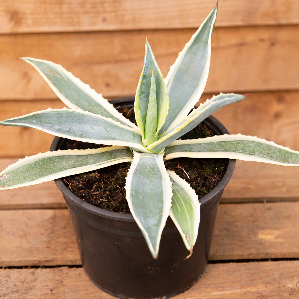 Agave Variegata – Hot Plants