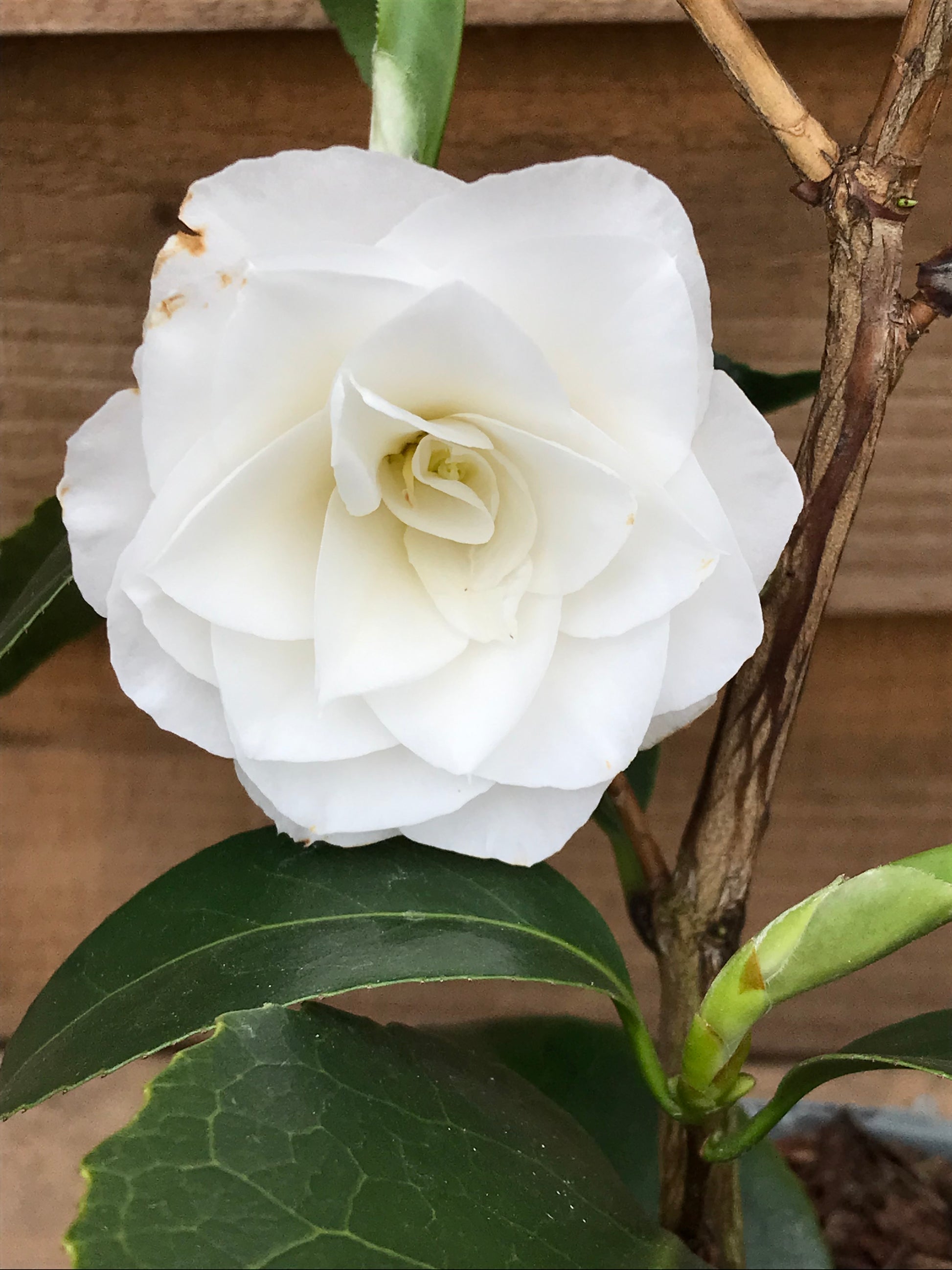 Camellia April Snow – Hot Plants