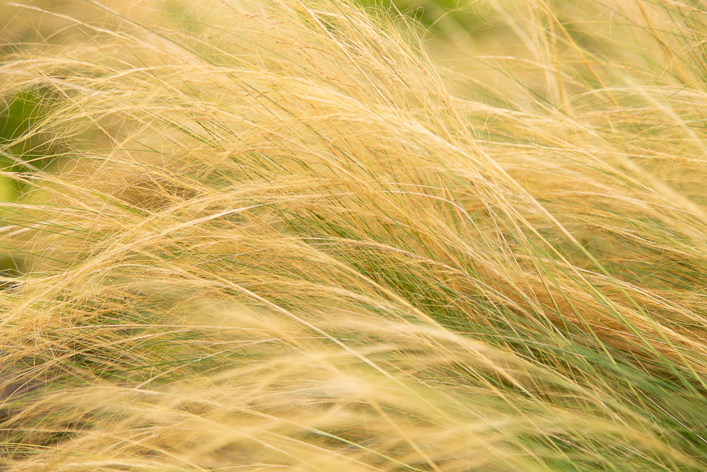 Stipa Pony Tails – Hot Plants