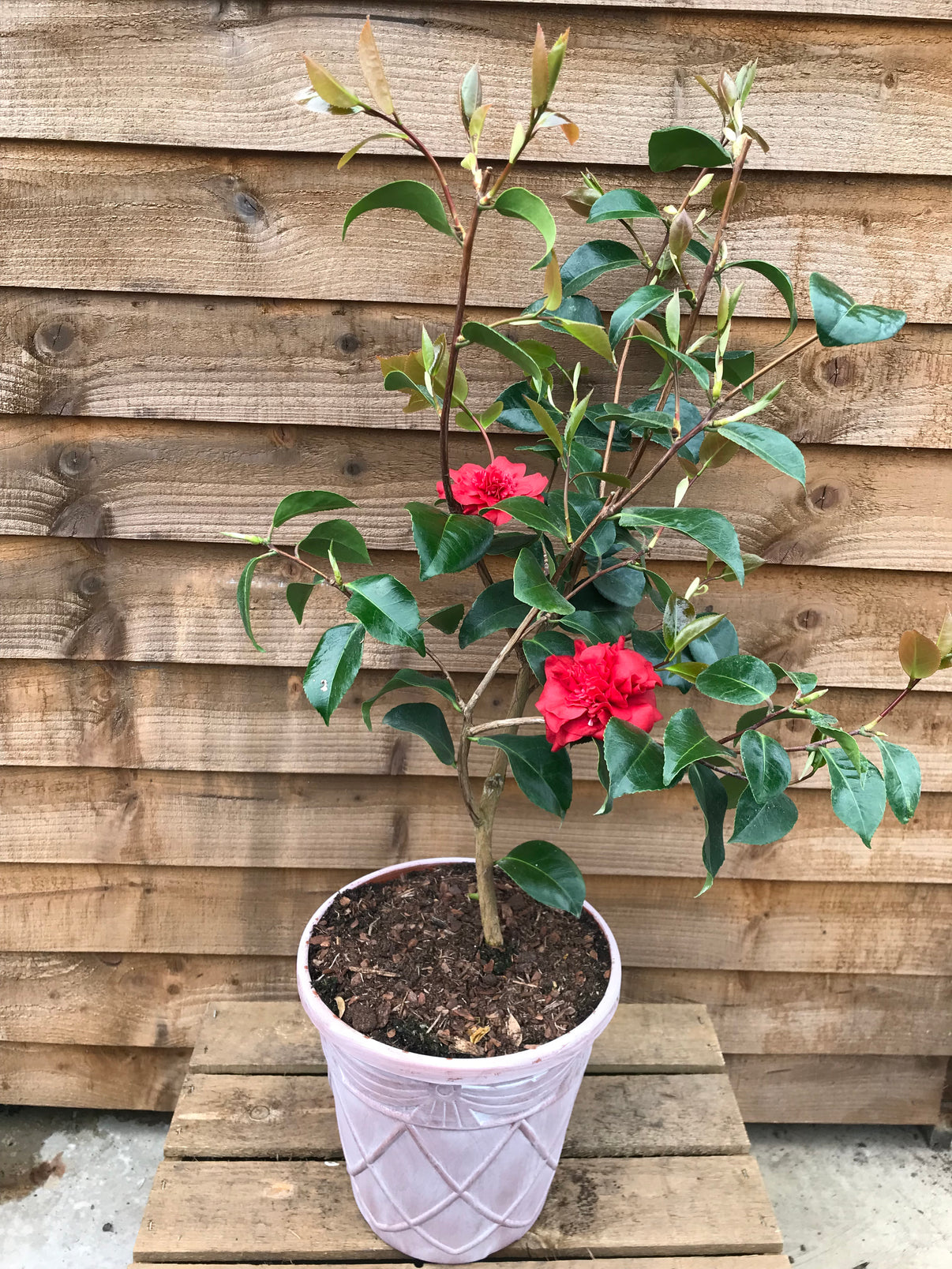 Camellia Ruby Wedding Plant | Anniversary Gift Plants – Hot Plants