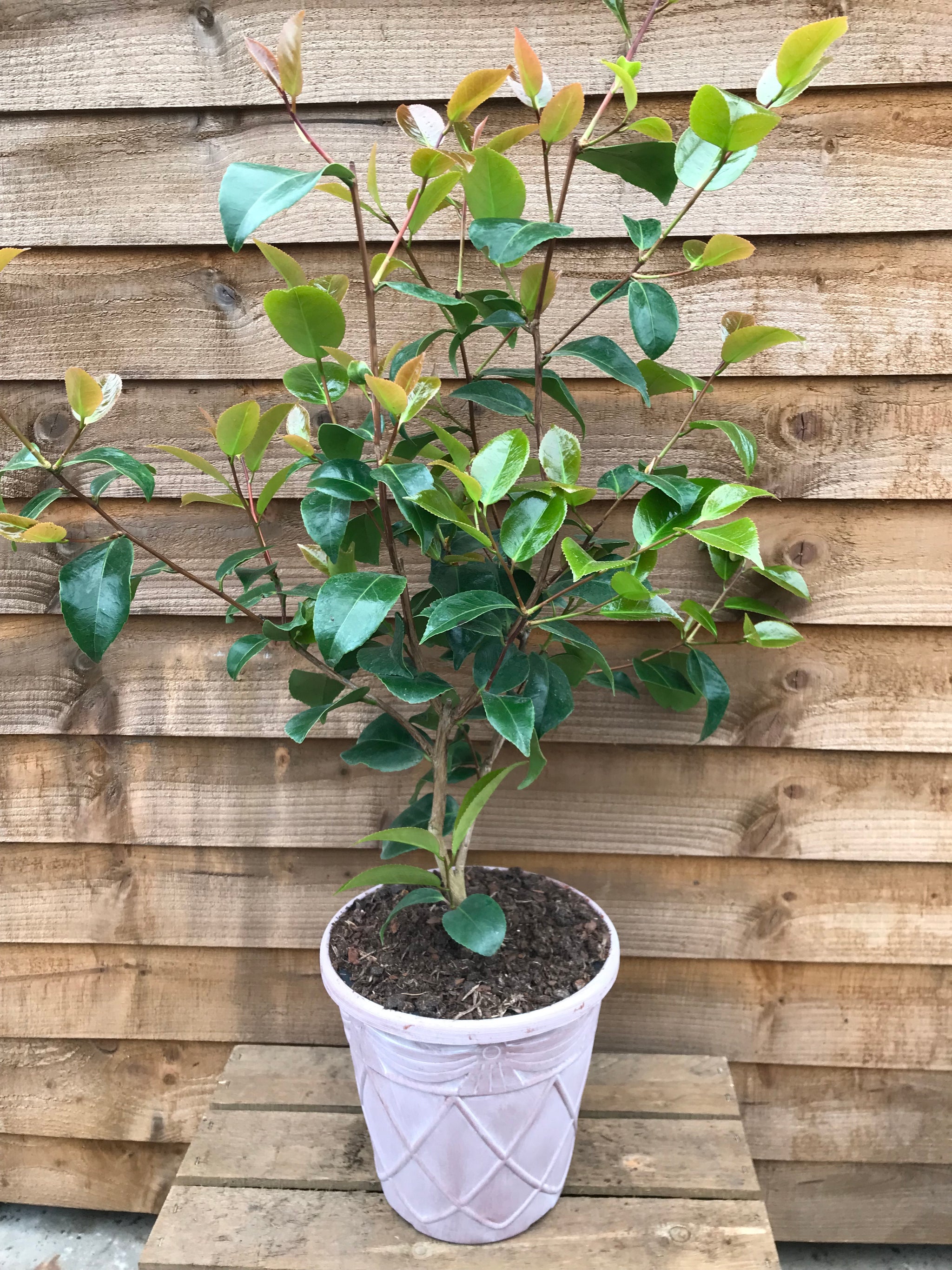 Camellia Ruby Wedding Plant | Anniversary Gift Plants – Hot Plants